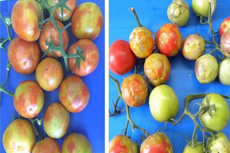 Tomato virus detection test - Hortimedia Tomato virus detection test - Hortimedia