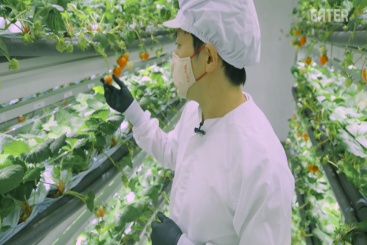Indoor Vertical Farm Makes Perfect Japanese Strawberries Hortimedia