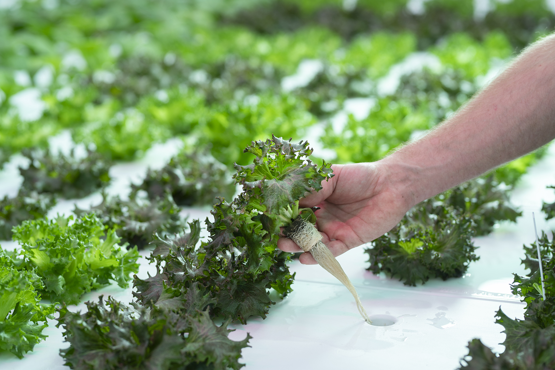 10 years of Growcoon evolution culminates at GreenTech 2025 - Hortimedia