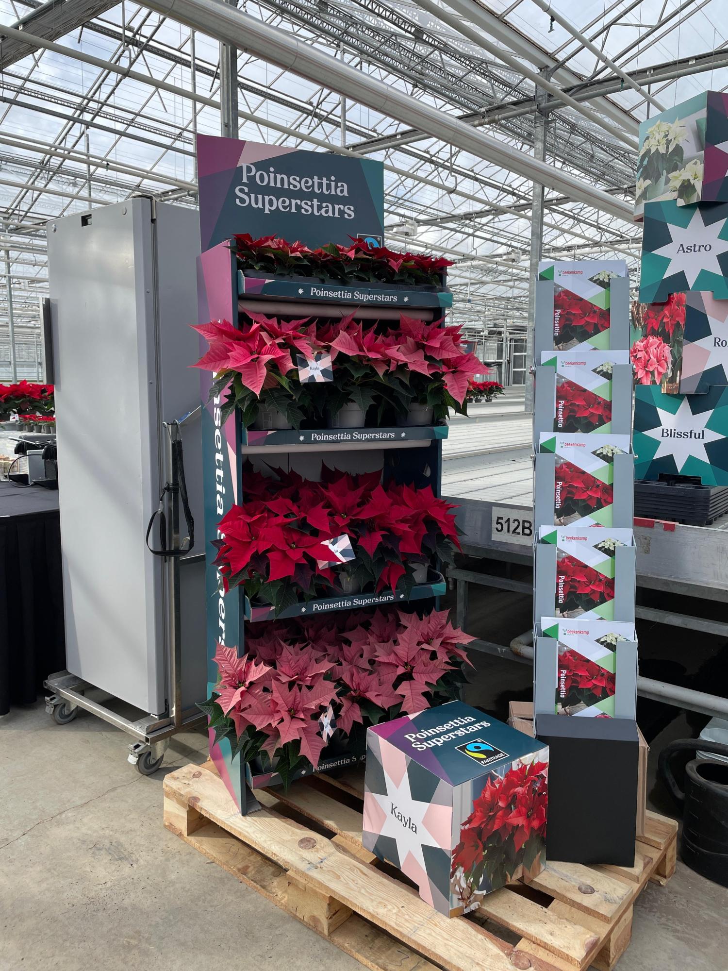 Kayla Series: The poinsettia superstar of Beekenkamp Plants! - Hortimedia