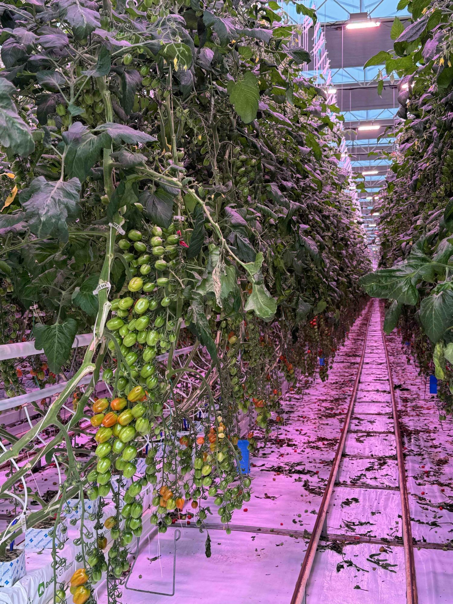 Lighting tomatoes like never before - Hortimedia