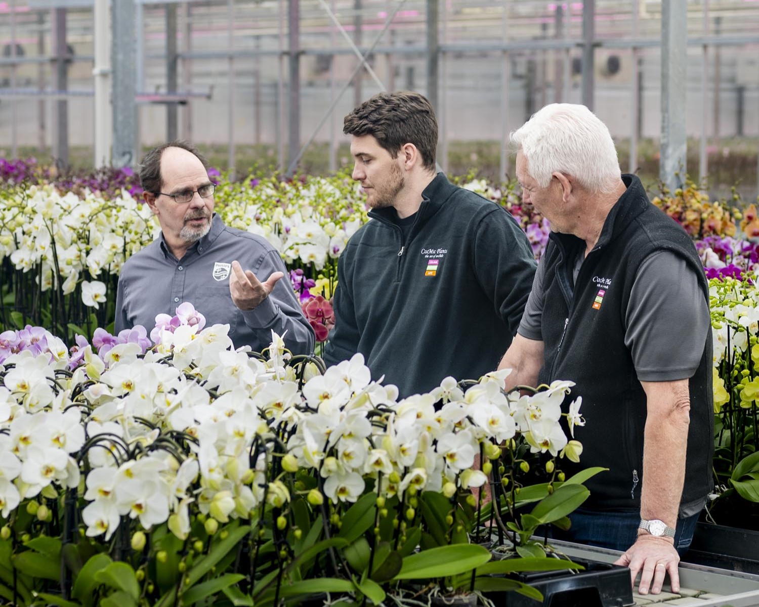 Signify helps CosMic Plants produce top quality orchids - Hortimedia