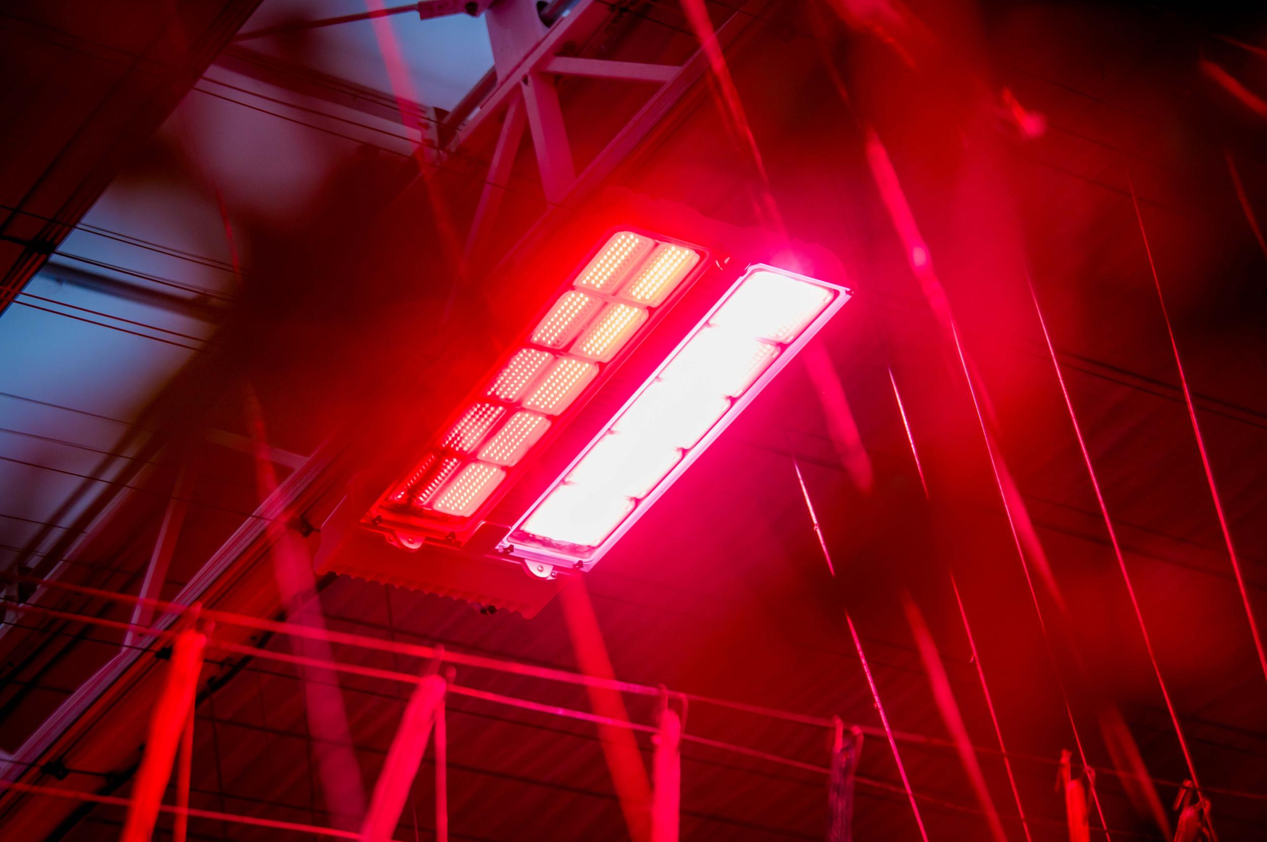 Looye Kwekers achieves summer production levels in winter with Philips ...