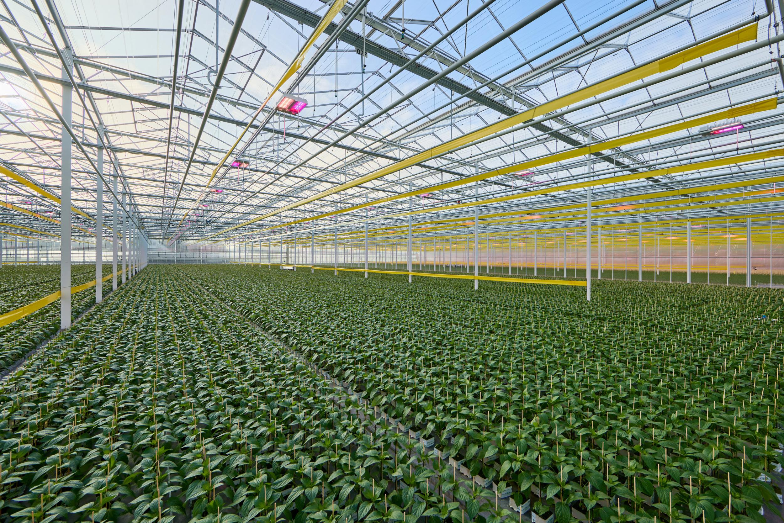 Vreugdenhil-Klugt optimizes year-round plant production with Philips ...