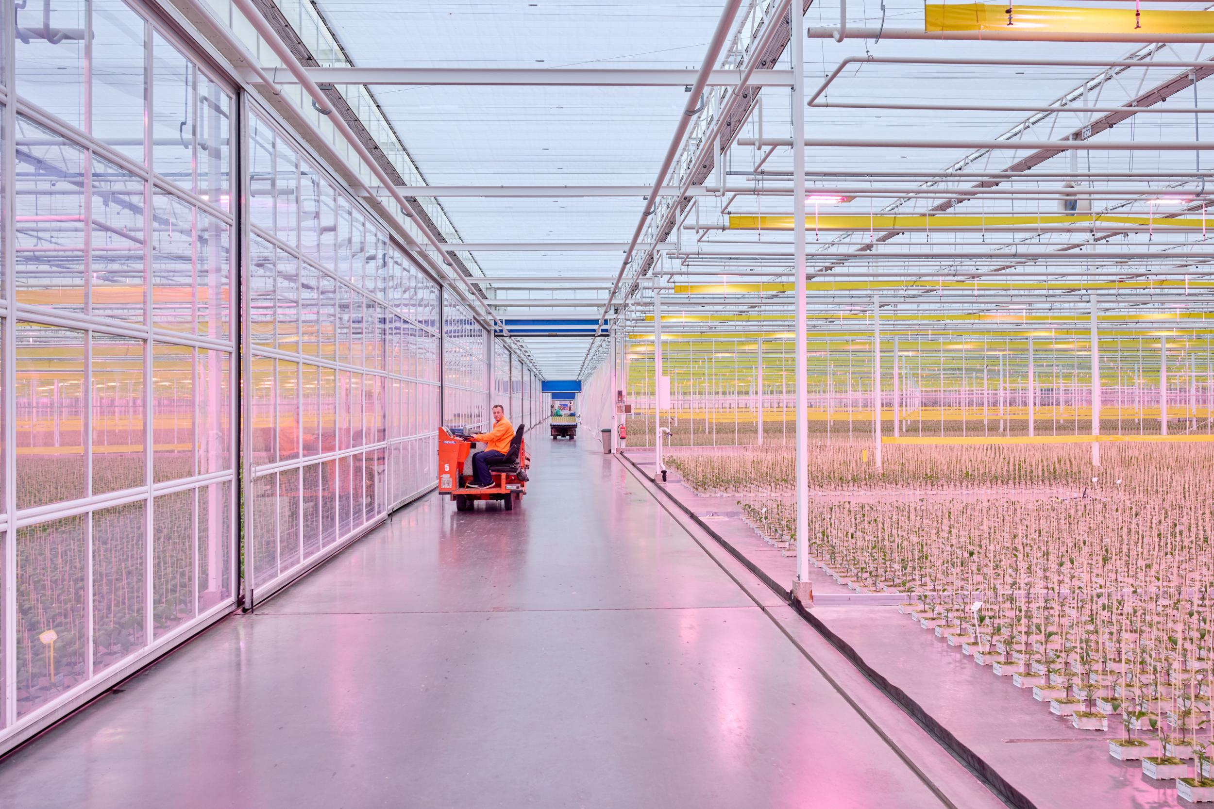 Vreugdenhil-Klugt optimizes year-round plant production with Philips ...